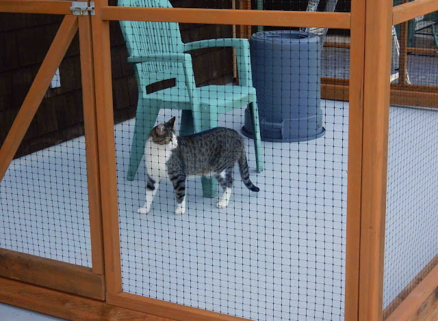 Cat Patches: Construction Complete on all Fronts