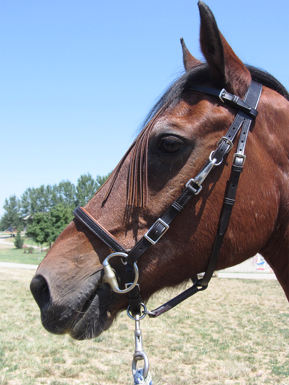 Sketches from the Saddlery - Leather items made in Italy: Bridle-halter ...