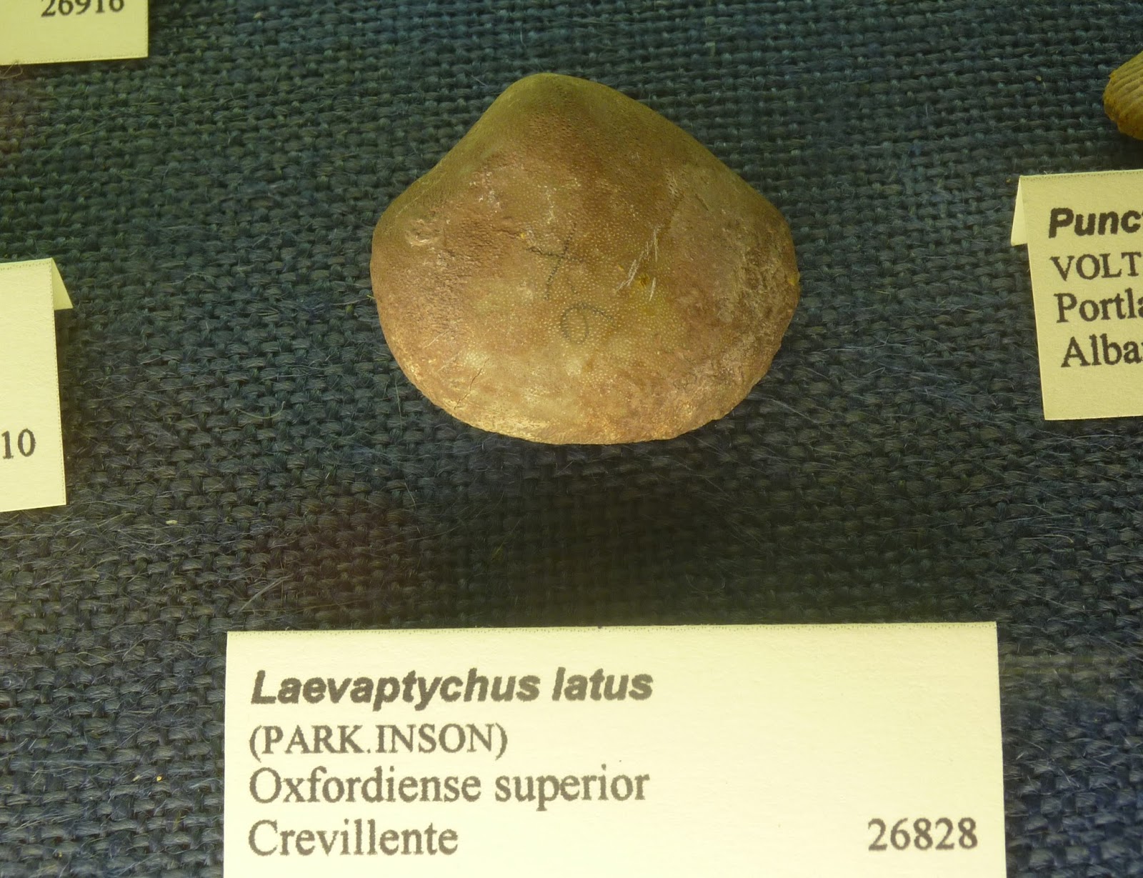 Amics del Museu Geològic del Seminari de Barcelona: Amics del Museu ...