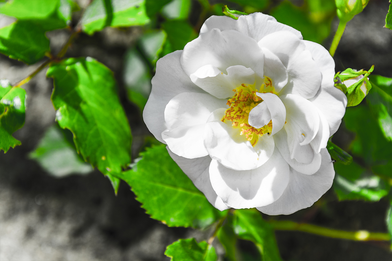 Flor Blanca