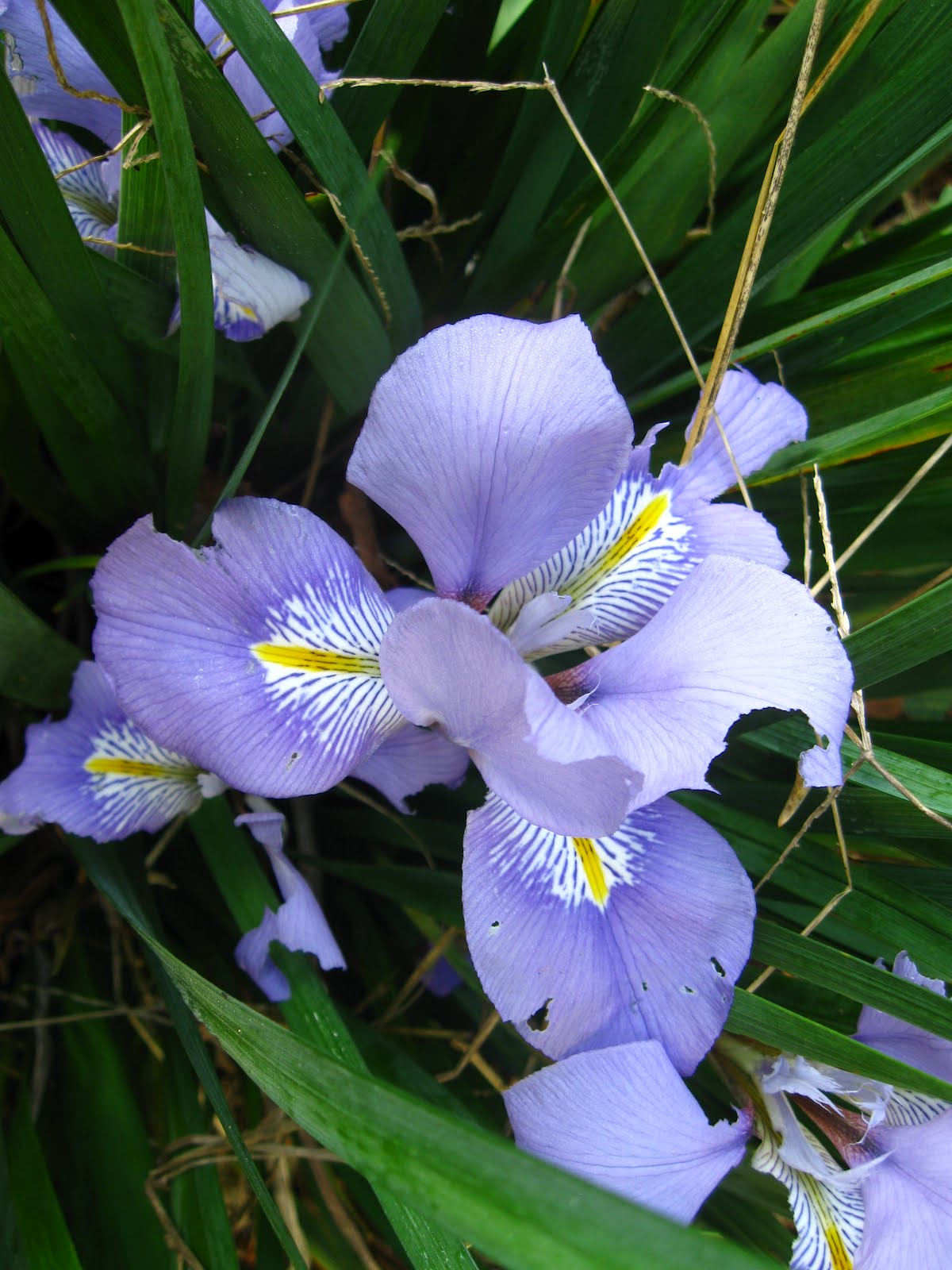 Pittsgrove Farms - Plant Dirt: Iris Unguicularis-AKA Winter Blooming Iris