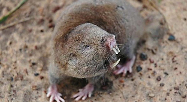 Tikus Raksasa Ditemukan dan DI Jadikan Spesies baru Oelh Ilmuan | Ema Pos