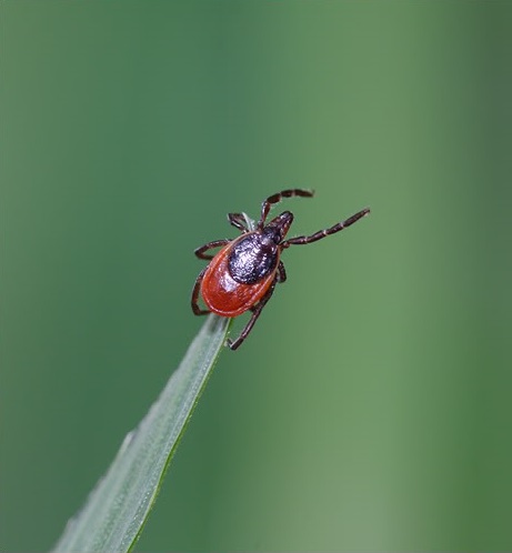 Pisike elukas võib teha palju häda | PUUK & PUUGIINFO