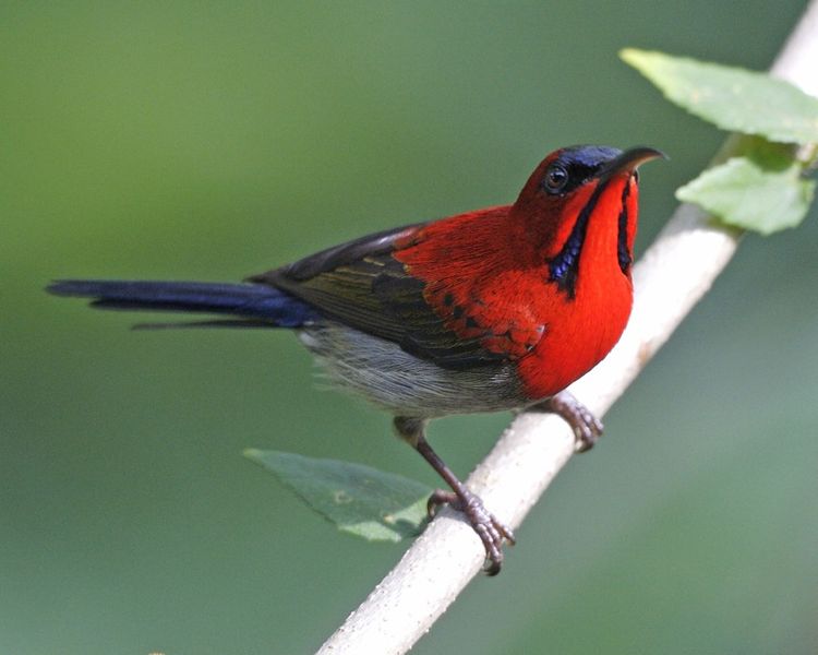 Amethyst Sunbird Facts Information And Pictures | All Wildlife Photographs