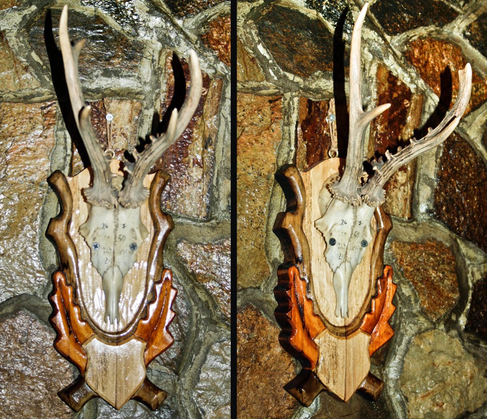 panoplii de vanatoare: trofee de vanatoare, coarne