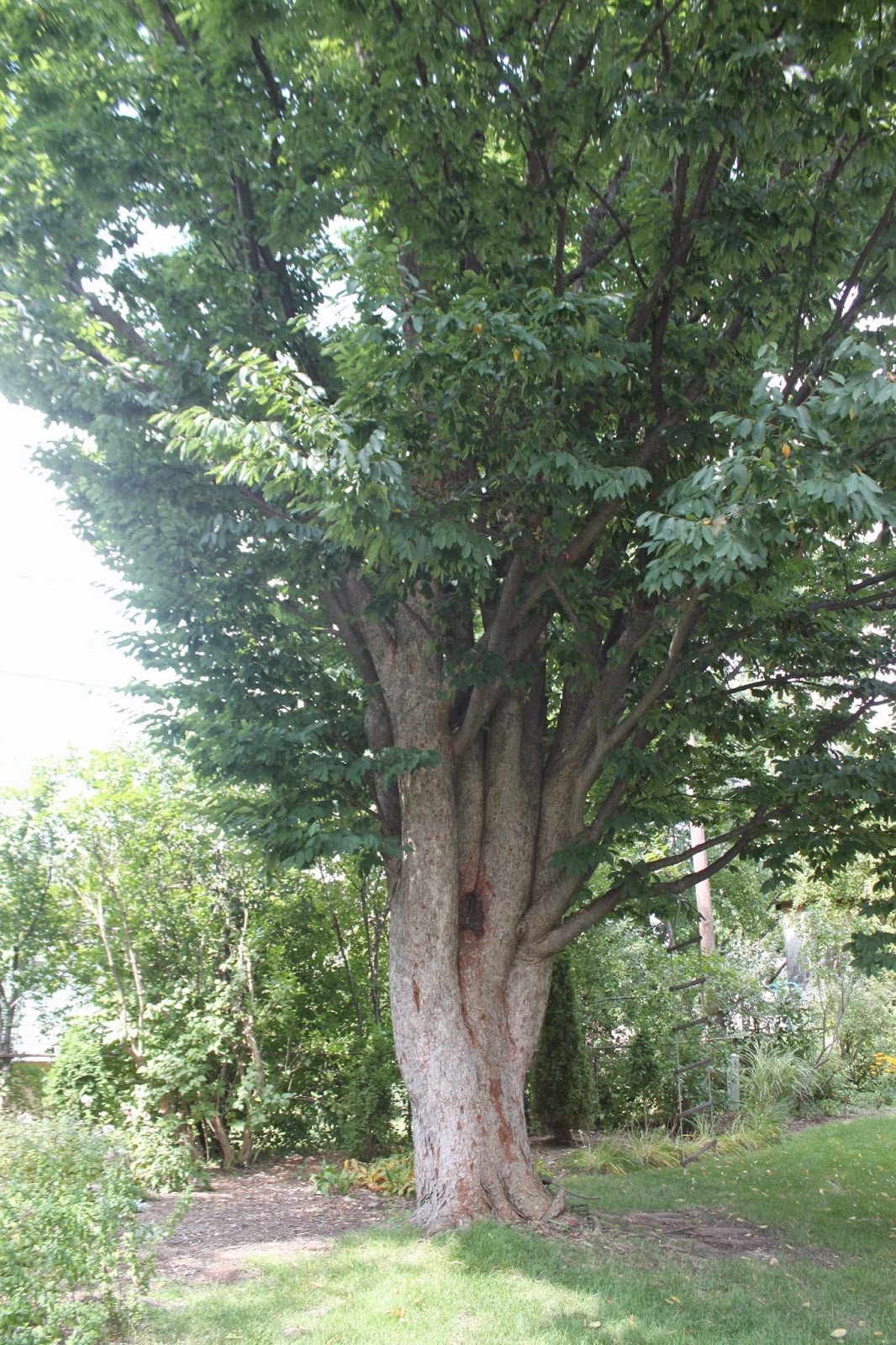 Your Green Genes: Topics in the Environment and Genetics: Estimating ...