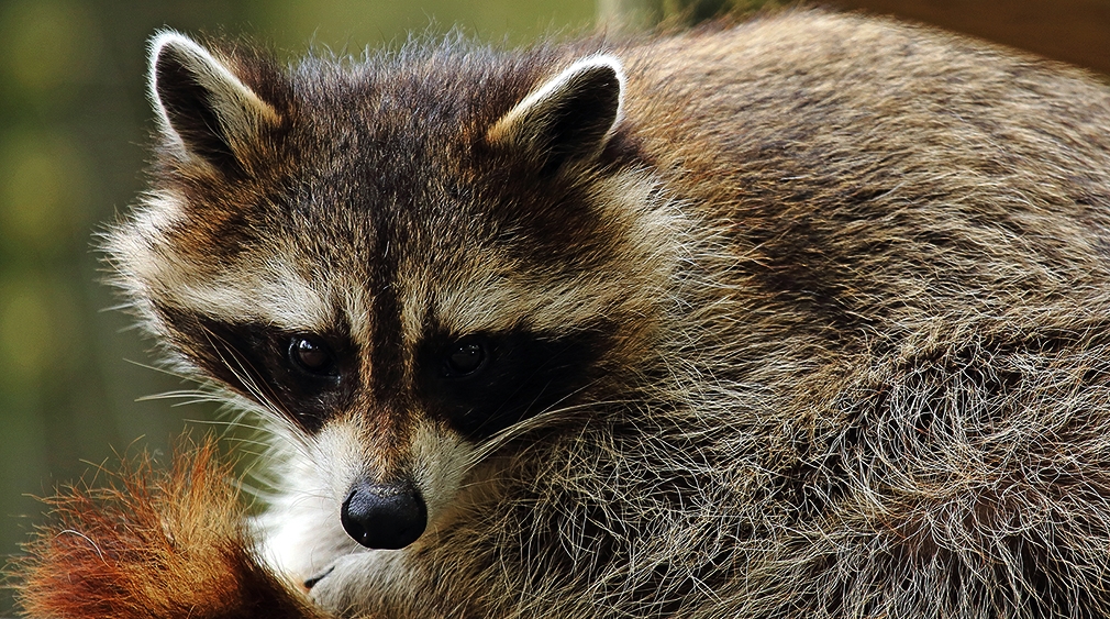 JJ's Photographic nature blog: Rocky racoon and the friendly flamingos...