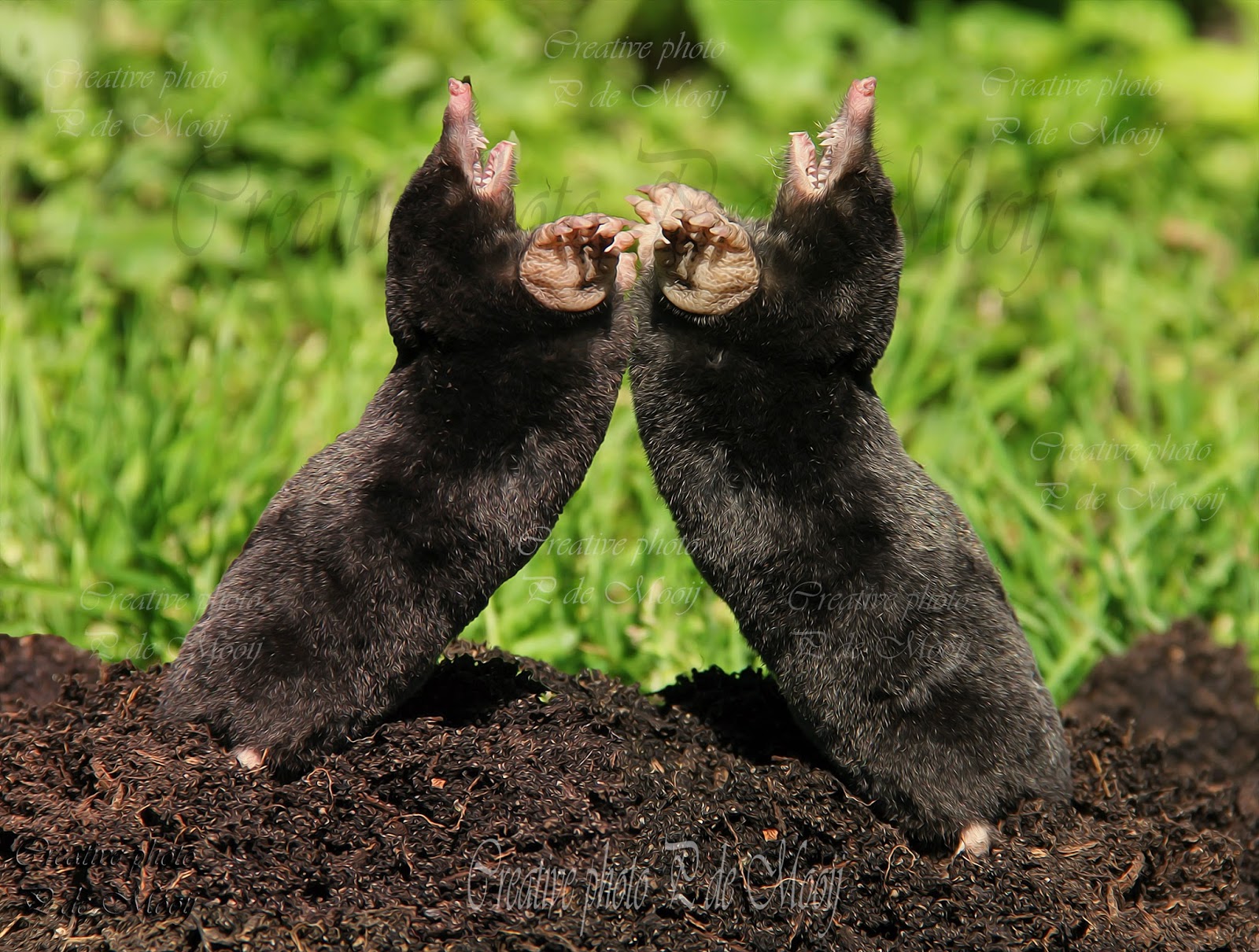De Alblasserwaard: De mollen dansen weer