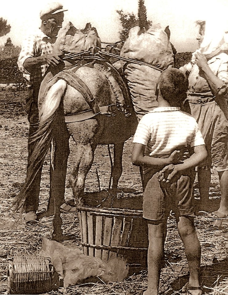 Ο ΤΡΥΓΗΤΟΣ | ΜΠΑΛΟΣ