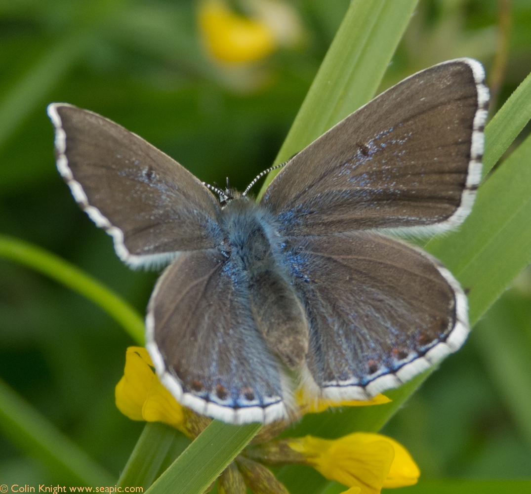 Postcards from Sussex: Small Heaths and Adonis at Mill Hill