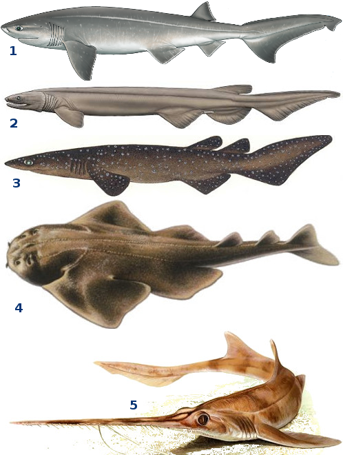 Tiburones en Galicia: Filogenia de los Squaliformes