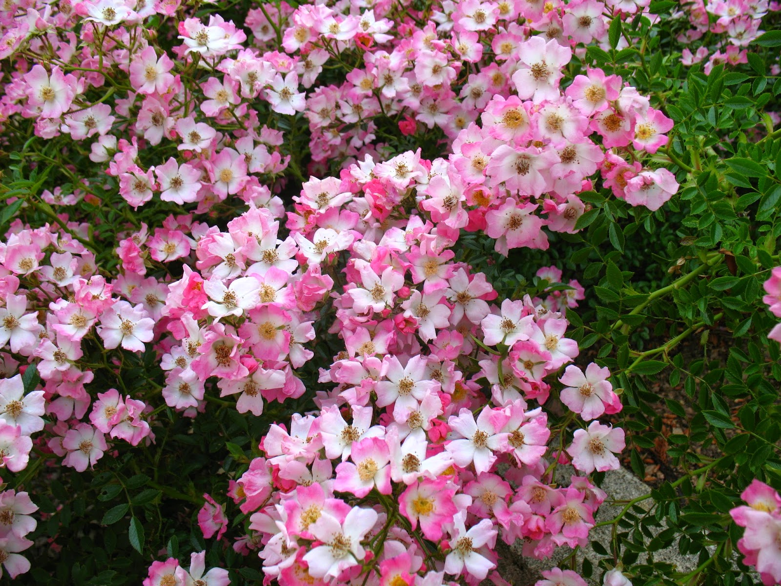 Roses du jardin Chêneland: Un rosier couvre-sol généreux...