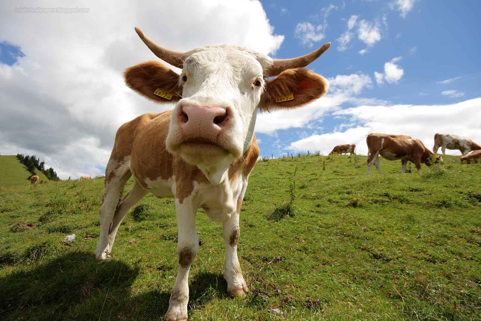 Actresses HD Wallpapers: cow hd wallpapers