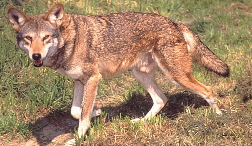 The Red Wolf | Animals Facts & Latest Profile | All Wildlife Photographs