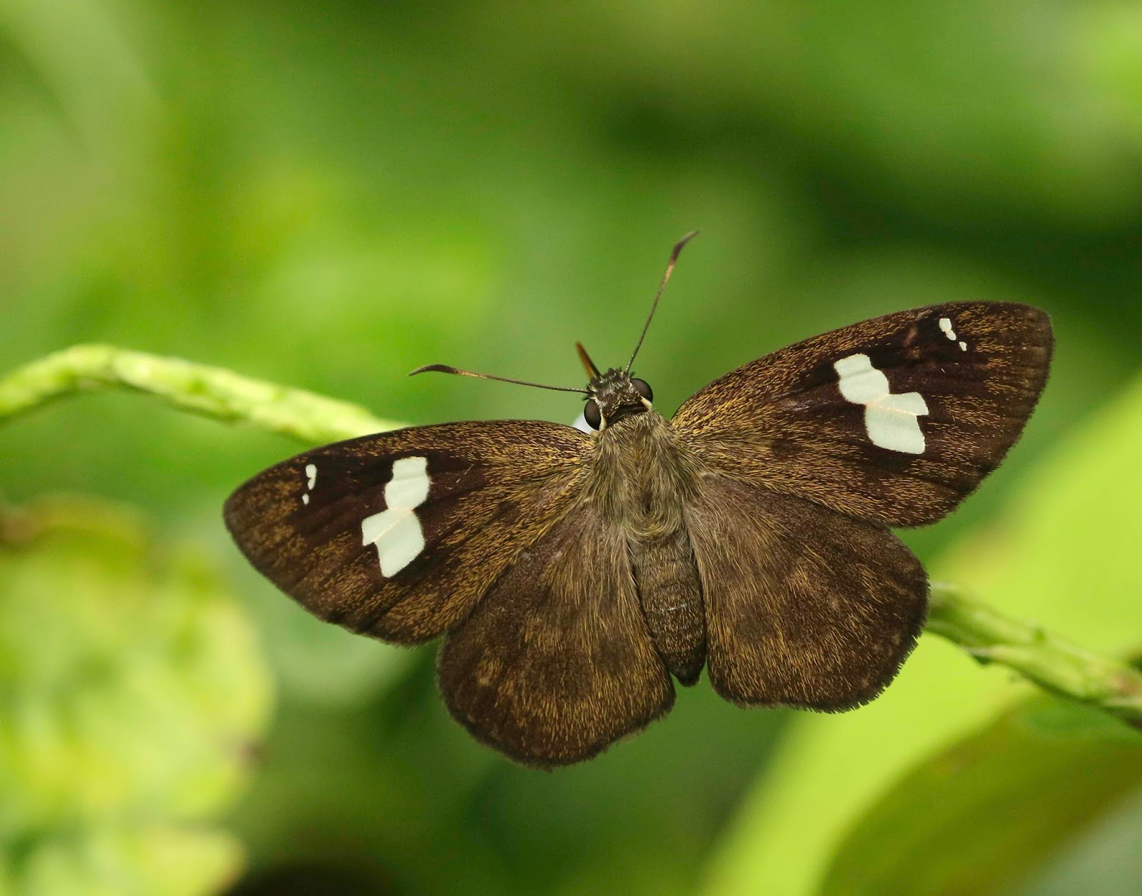 Butterflies of Vietnam: 203. Celaenorrhinus asmara consertus (The White ...