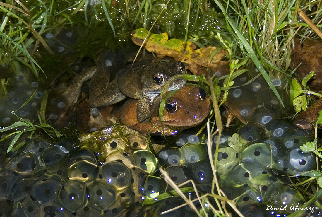 Naturaleza Cantábrica: Grabando ranas en Acevedín
