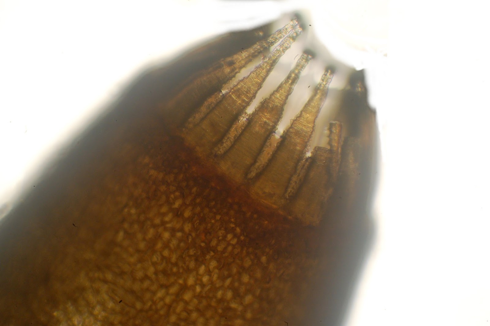 Botany Professor: Mosses of Central Florida 23. Hygroamblystegium varium