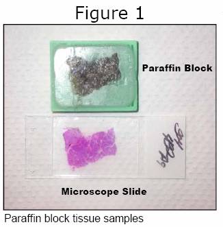Becoming a PA: It's Pretty Gross: Histology Rotation