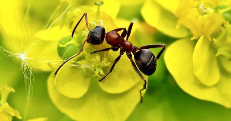 Animal and fungi diversity boosts forest health