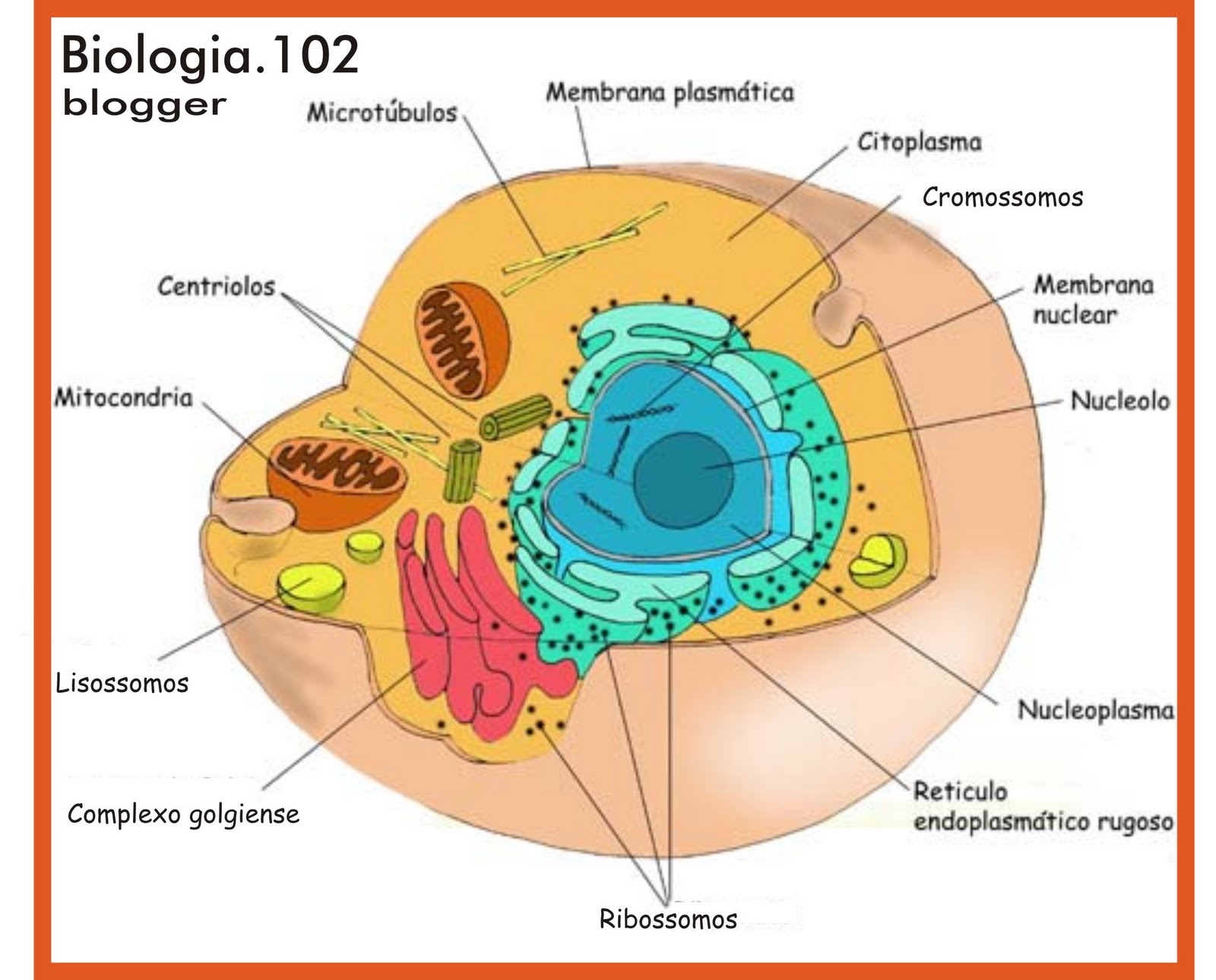 Biologia: Biologia I - Citologia