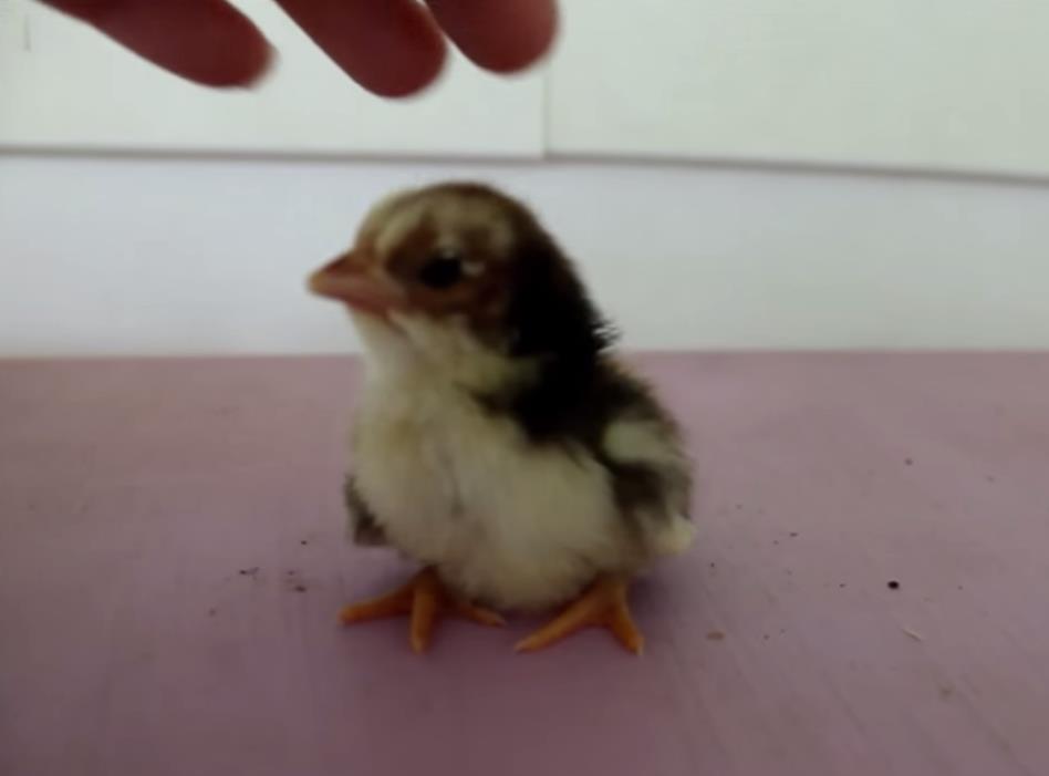 Un conmovedor video nos demuestra que los pollitos también tienen ...
