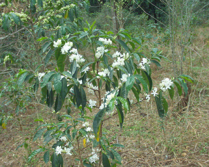 Cara Bercocok Tanam Kopi: Bab 02:Mengenal Tanaman Kopi (Cara Bercocok ...