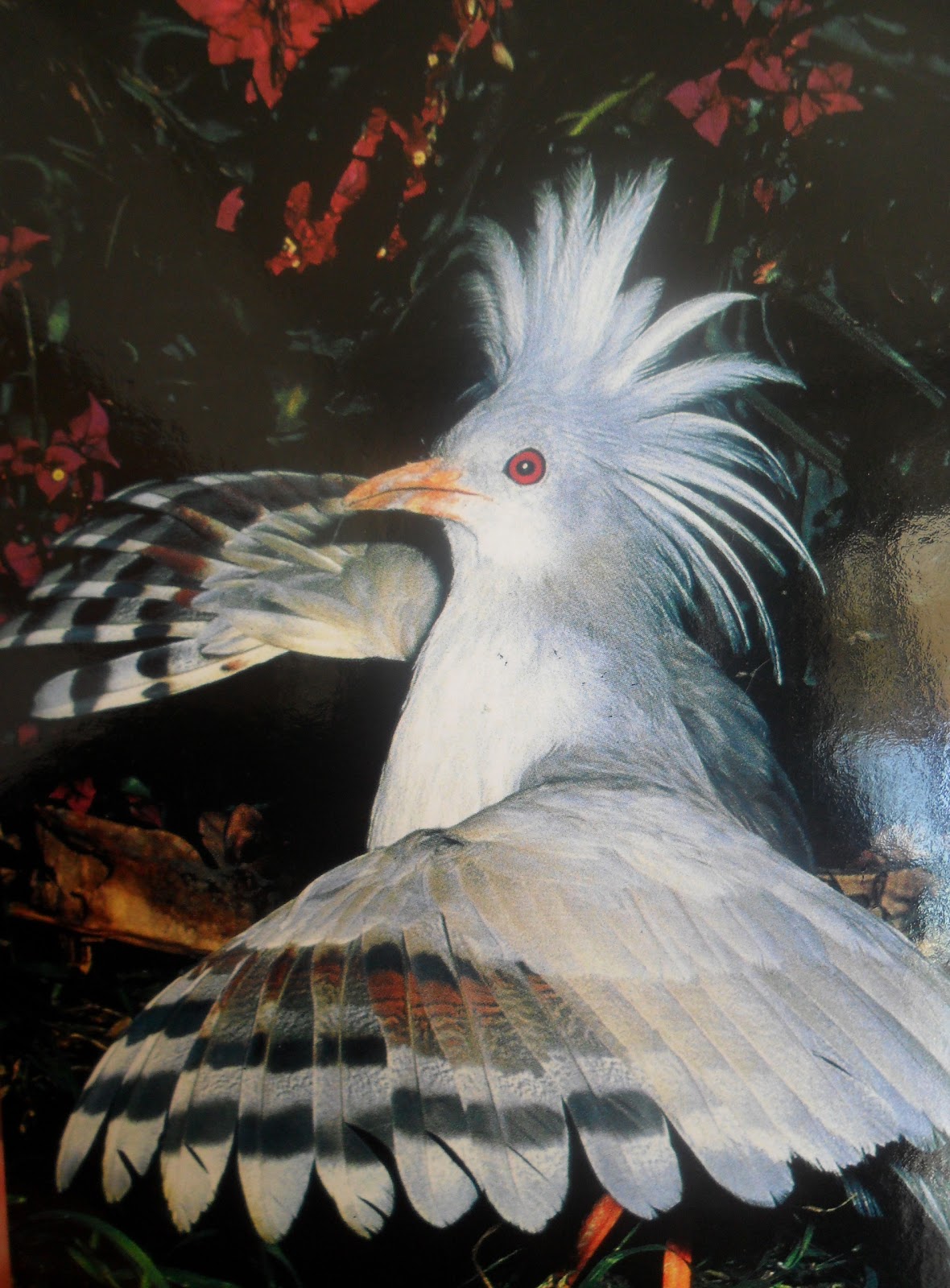 La langue du cagou: La langue du cagou