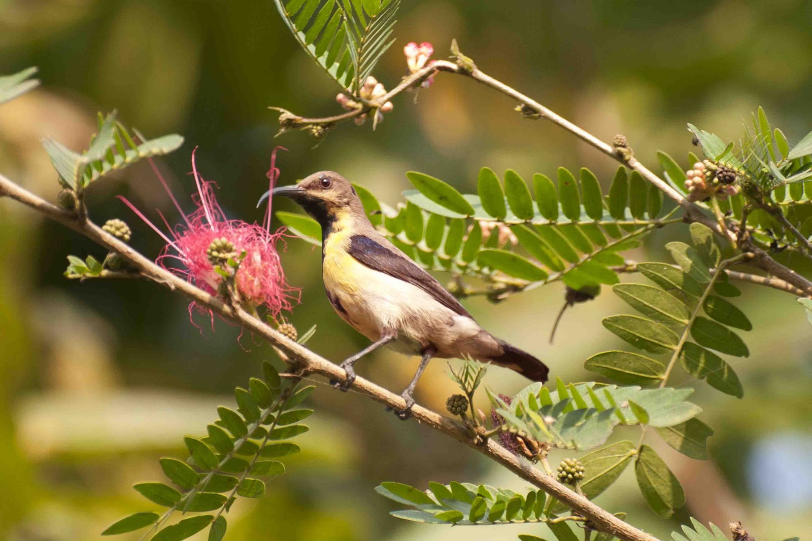 Eyes of "The Nature's Foundation": Banglar Pakhi