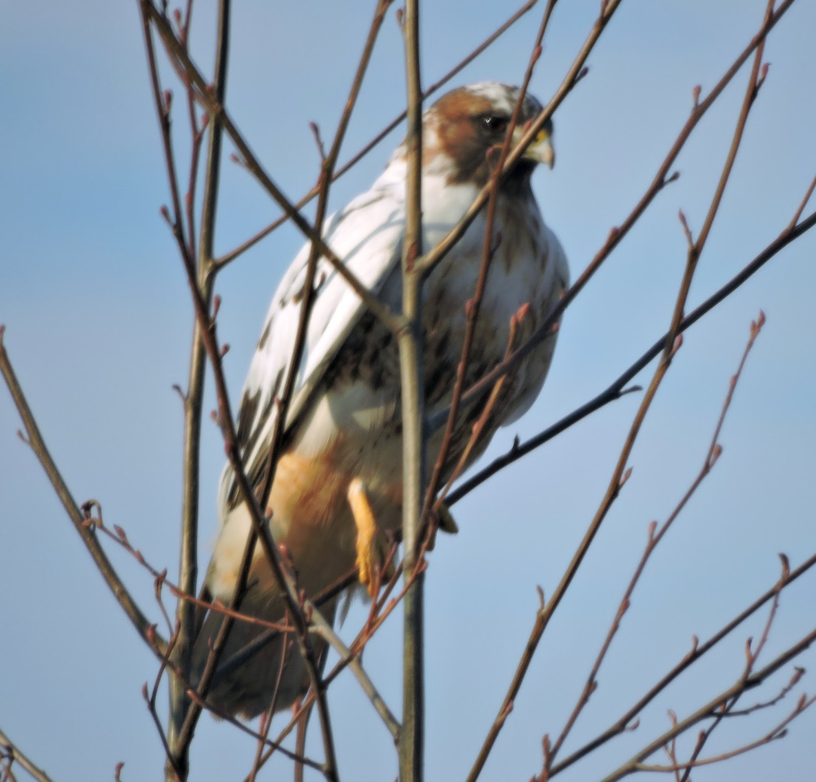Scene Through My Eyes: Leucistic Red Tail Hawk
