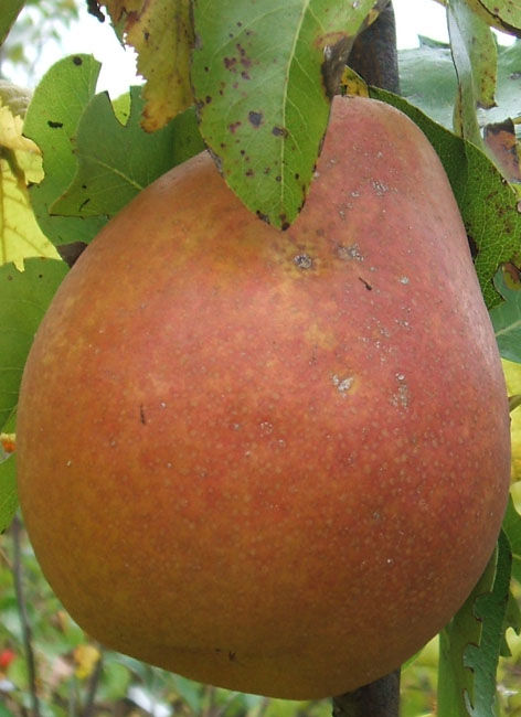 Breuillet Nature: Les poiriers (Pyrus communis)