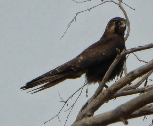 The bark is not worse than the poop