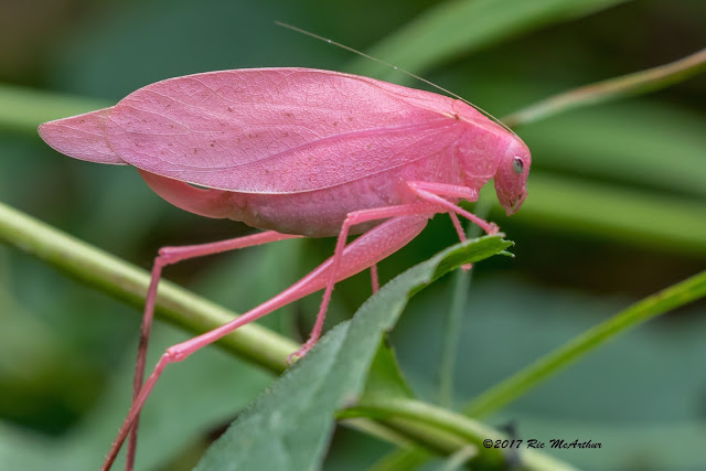 Pink katydid, Rondeau Provincial Park, Ontario, Canada.