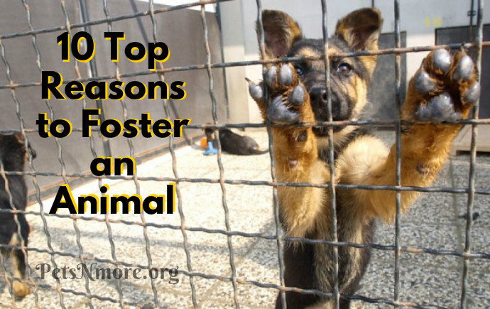 Pets-N-More: 10 Top Reasons to Foster an Animal