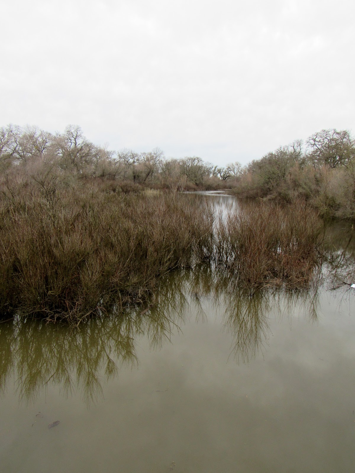 A Winter Walk at Cosumnes River Preserve