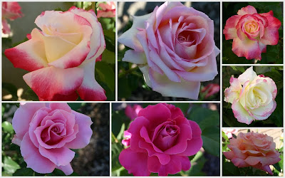 THE SWEETNESS OF A ROSE - Sowing the Seeds