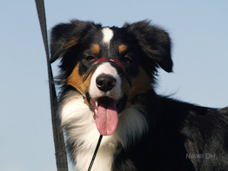 Devongem Border Collies