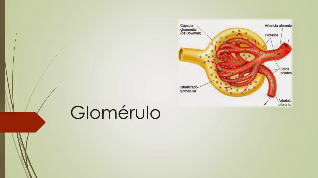 Fisiologia: Glomerulo