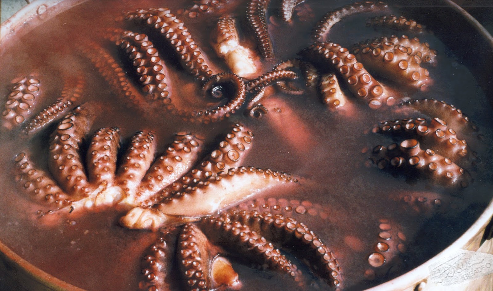 El rincón de Mundín: LOS CEFALÓPODOS: EL CALAMAR, LA JIBIA Y EL PULPO