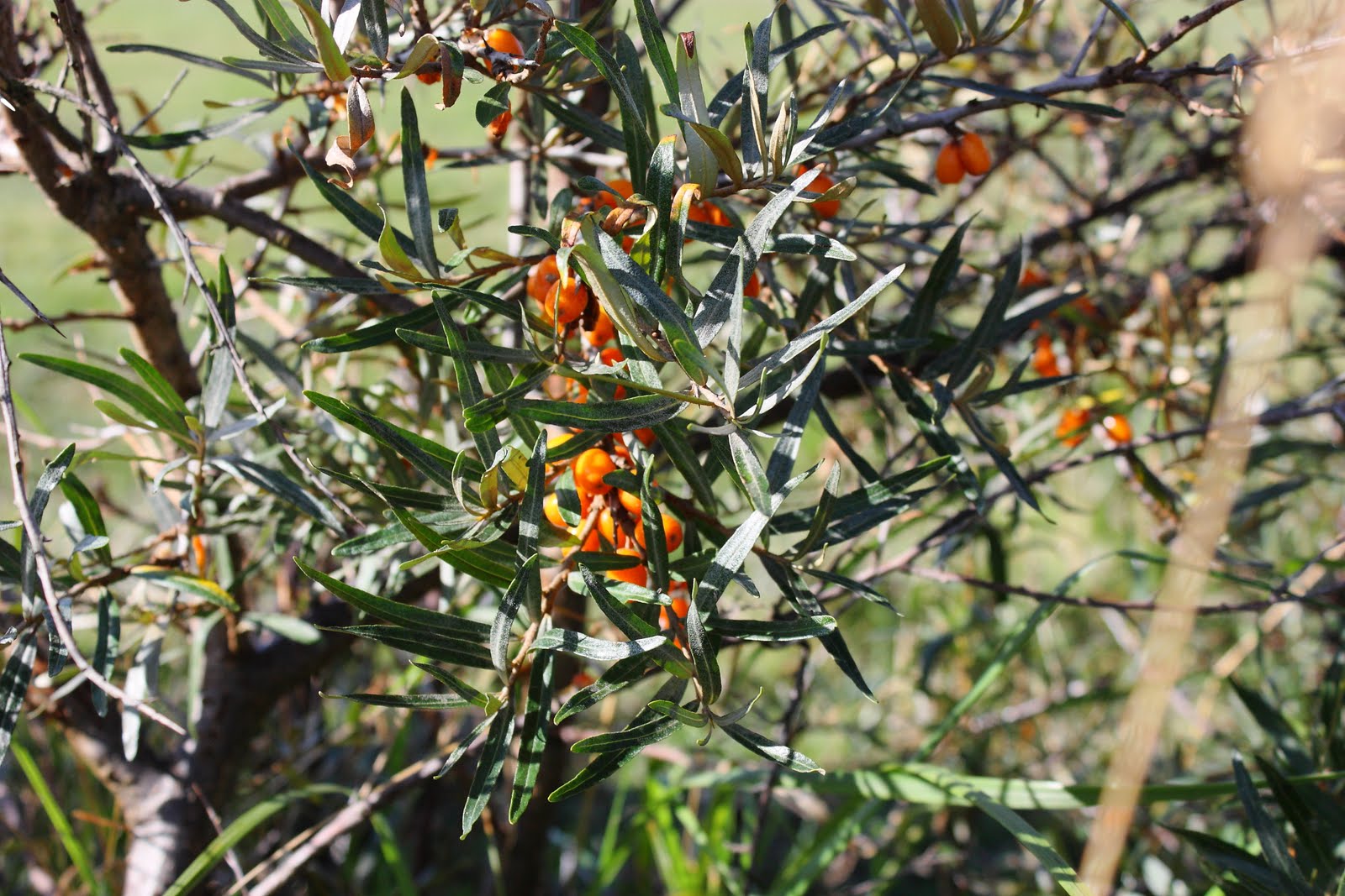 POPKULTURISTEN: Havtorn