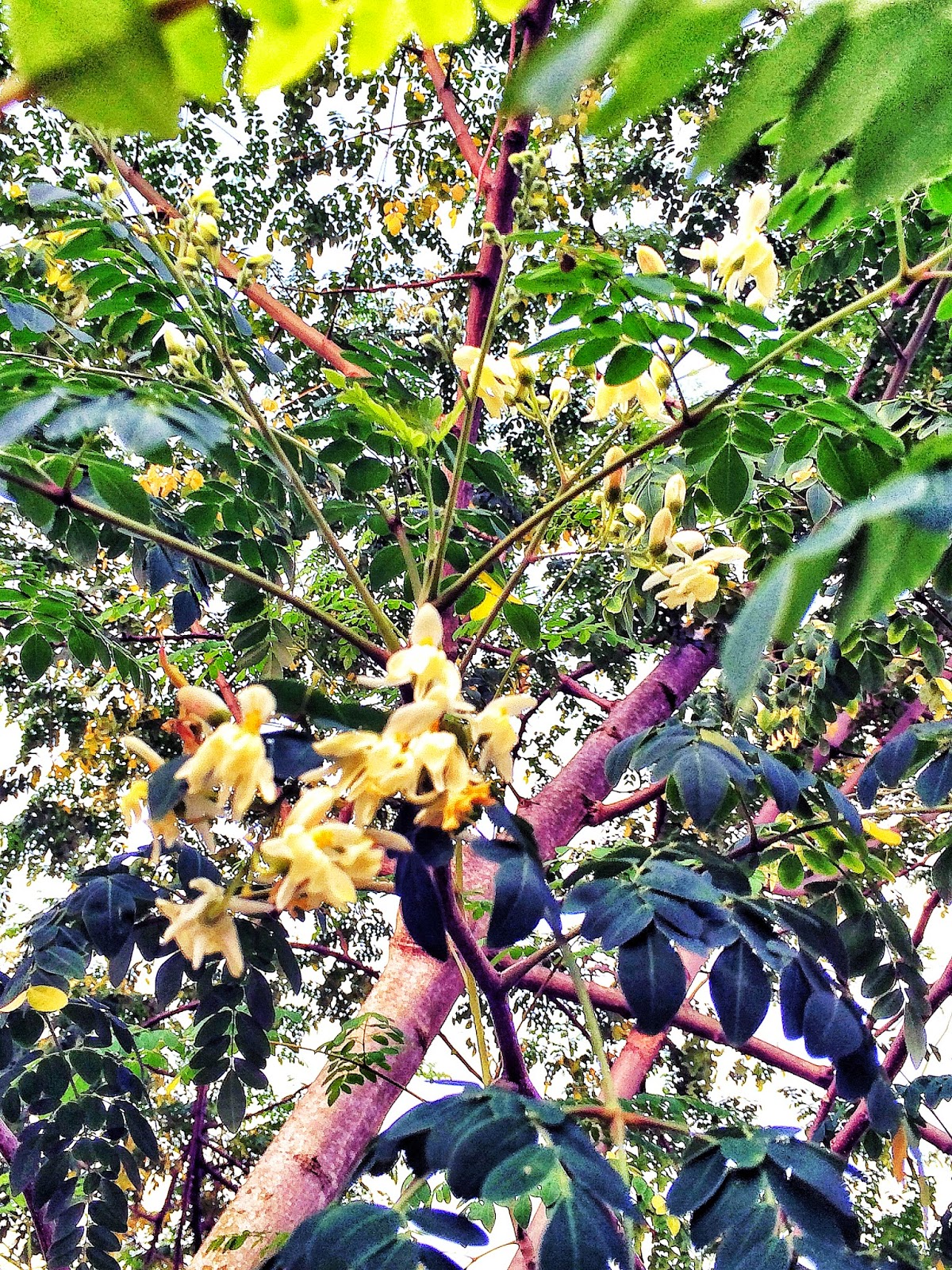 OMB: Moringa Tree: The Tree of Life