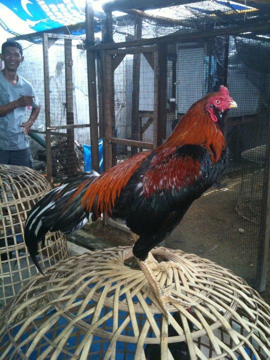 KING GHAZI: Indian Asil