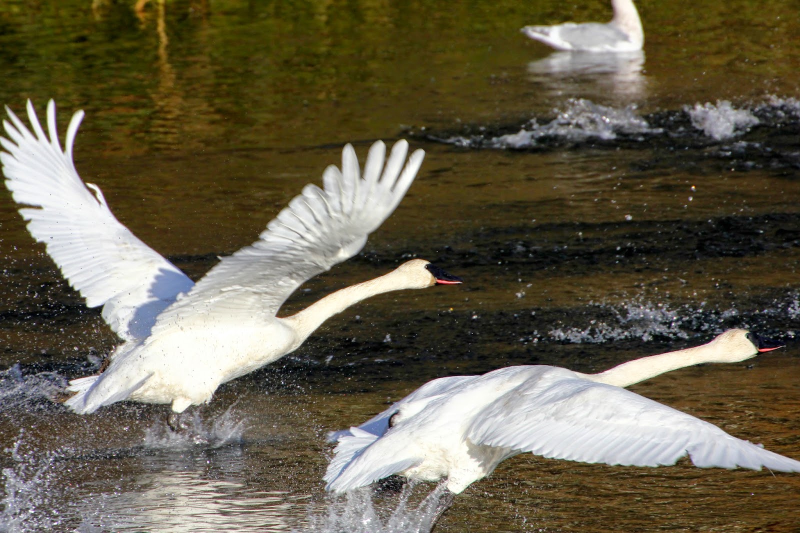 PhotoTonyG: Swan Running Launch