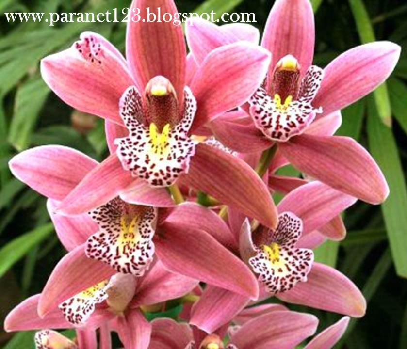 Cara Lengkap Budidaya Bunga Anggrek dengan Mudah dan Sederhana | Jual ...