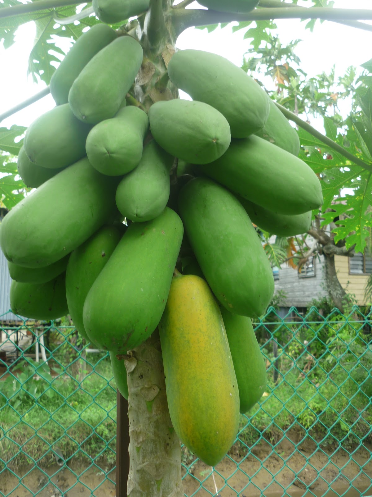 Disini dalam lingkaran ini: Betik, bunga dan hujan