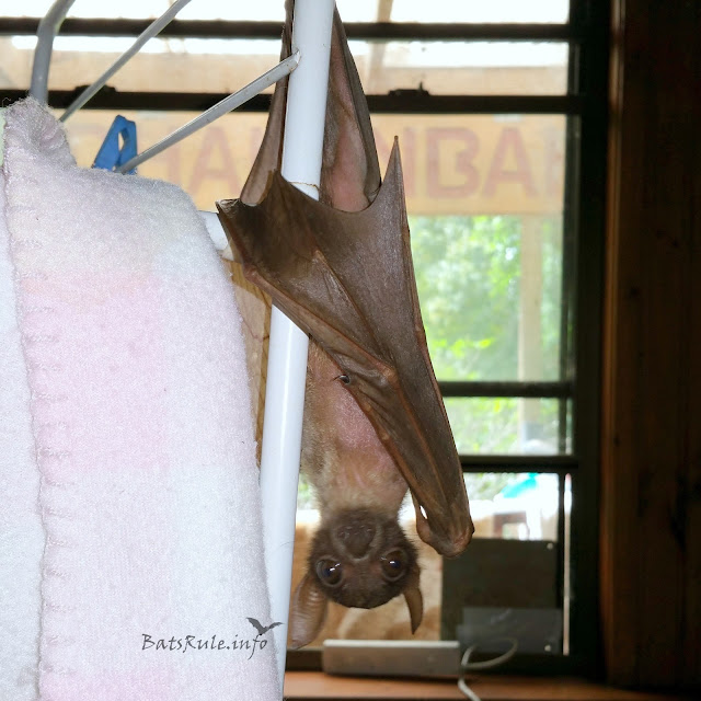 Bat Rehab | Little Red babies and Tal'ngai Dha'run Leucistic Grey ...