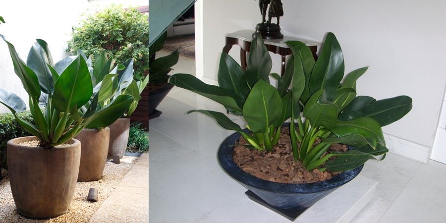 GARDEN MANACÁ: Pacová - Philodendron martianum