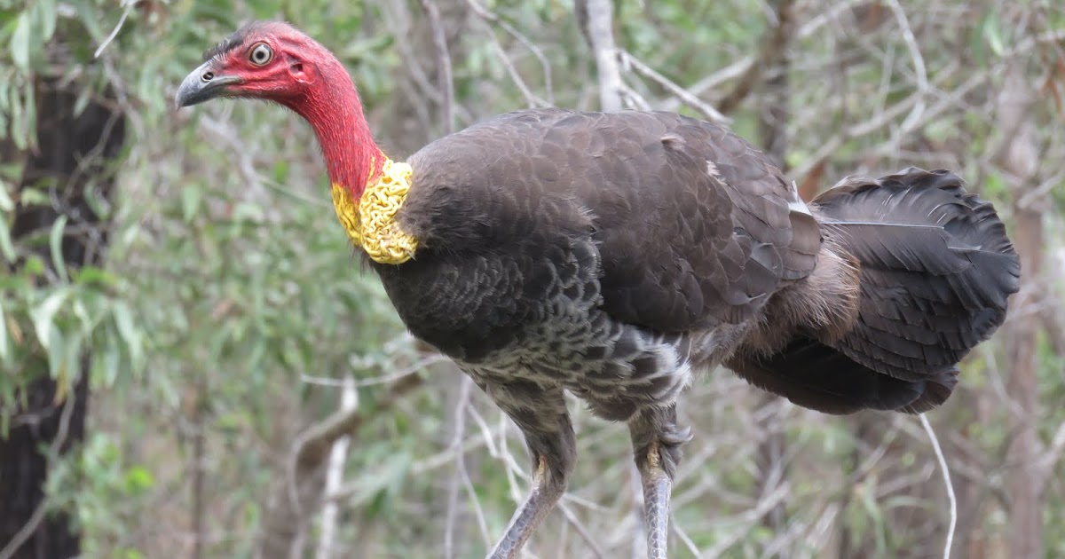 Yates in Brisbane: Bush Turkey for Thanksgiving, Anyone?
