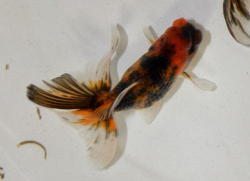 金魚&水族快訊Goldfish & Aquarium Messages: 鈴木東錦寫真(Suzuki Azuma-nishiki/Calico ...