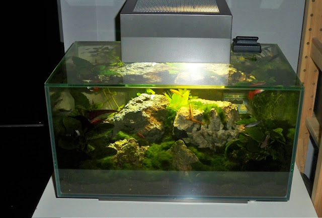 CUBE aquarium: mój Fluval Edge