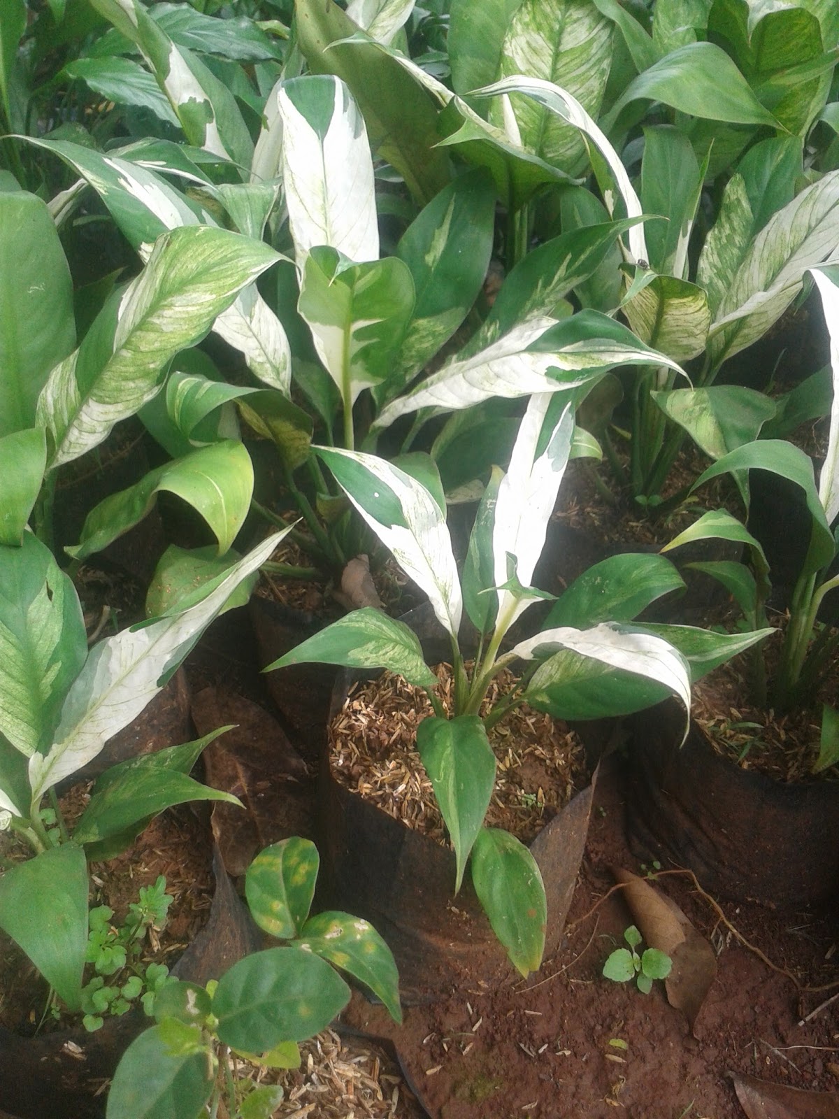 Jual Pohon Sepatu Filum Variegata Murah | tukang taman